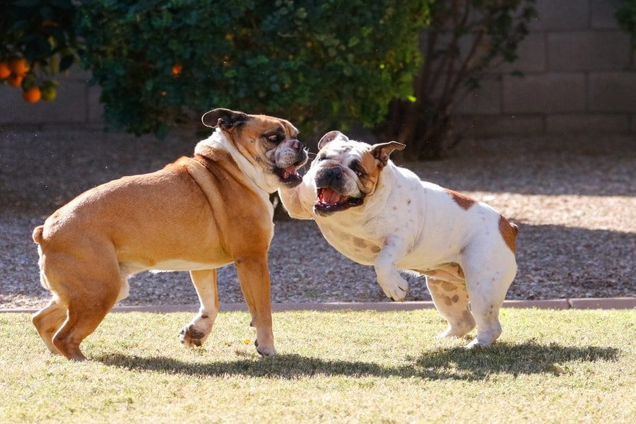 How Strong Is An English Bulldogs Bite