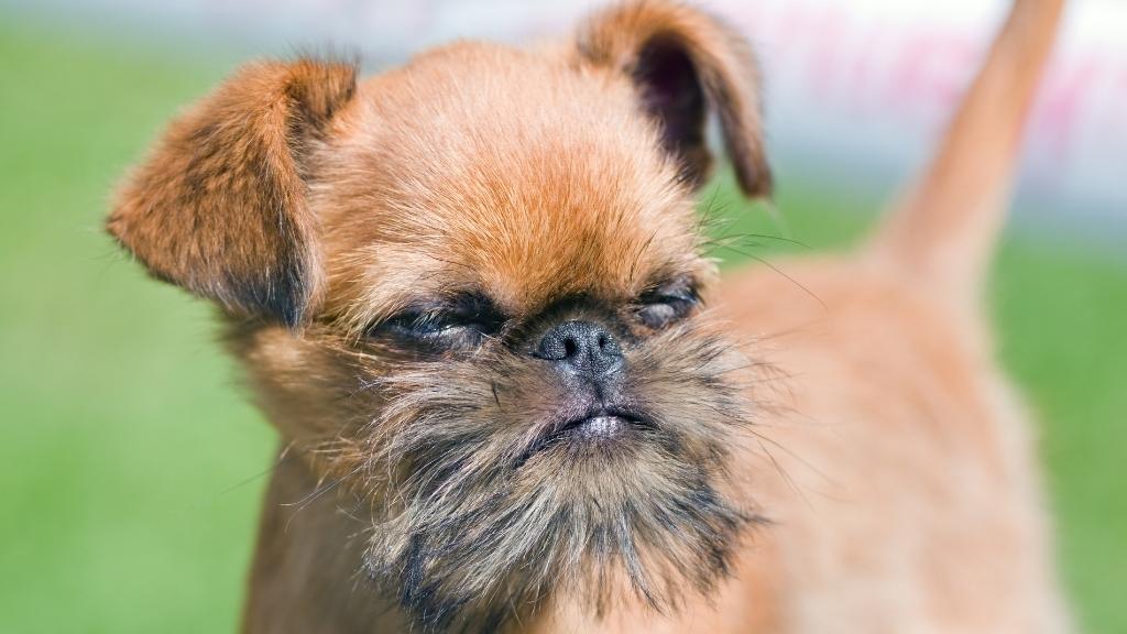 What Breed Of Dog is Verdell in The Movie As Good As It Gets? [Big ...