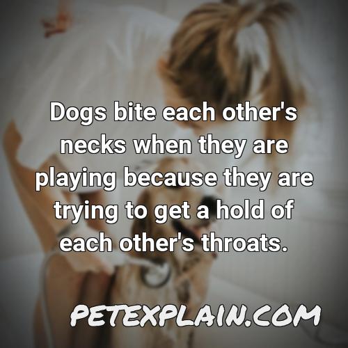 Why Do Dogs Bite Each Other When They Play