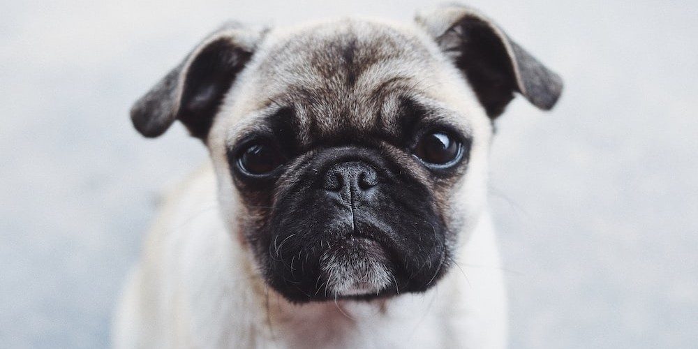 How Cold Is Too Cold For A Pug